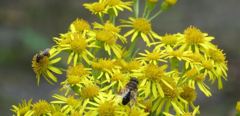 De Levende Natuur nummer 1 van 2023 (Papieren magazine) | De Levende Natuur