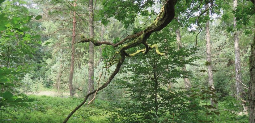 De Levende Natuur nummer 2 van 2023 (Digitaal magazine) | De Levende Natuur