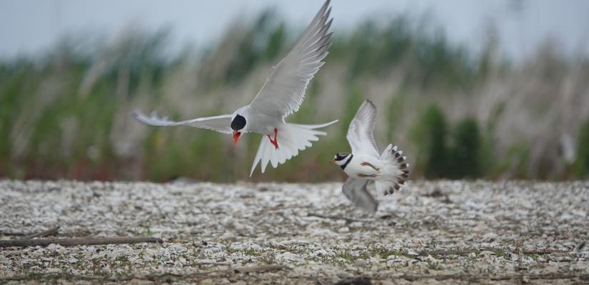 Preview: Pioniers willen hoge, droge grond | De Levende Natuur