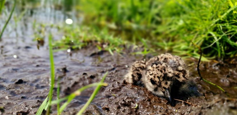 Preview: Wat wil de kievit? | De Levende Natuur