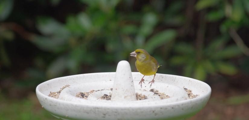 Preview: Vogels voeren en Het Geel | De Levende Natuur