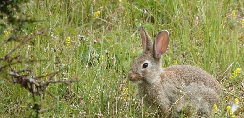Preview: Konijn wordt node gemist | De Levende Natuur