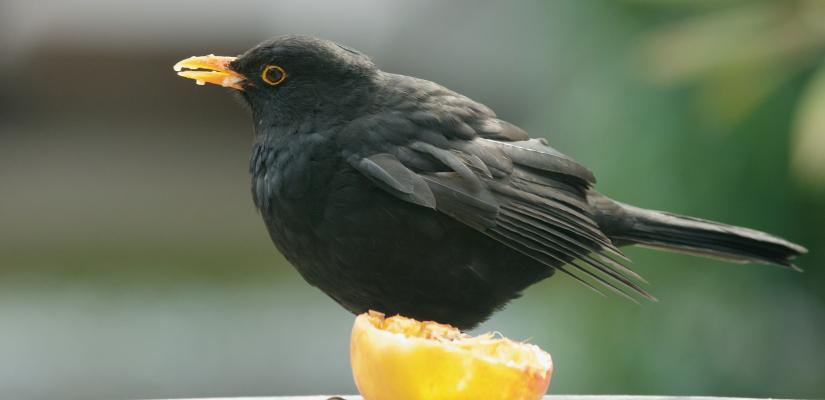 Preview: Stadse merel profiteert van groen | De Levende Natuur